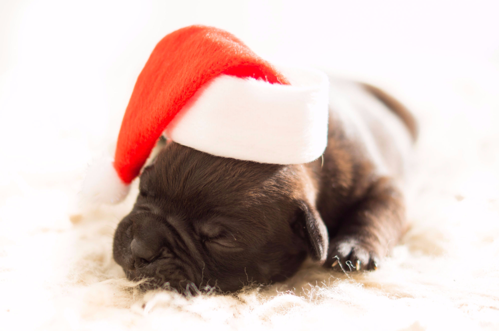 What All Pet Parents Need To Know About Melamine In Pet Food